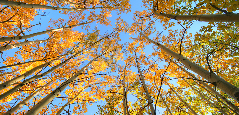 PLS Thunderbolt Sept. 22 | Thunder Clothing, After School Program, Volunteer, Phys Ed, Athletics ...